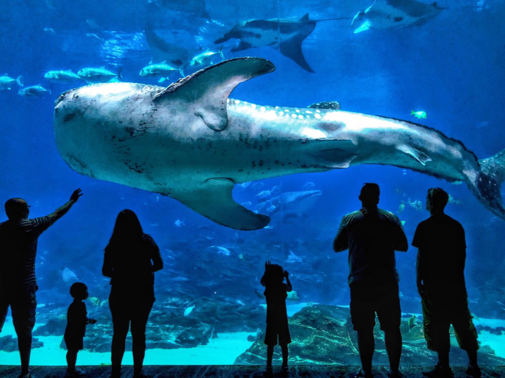Quels sont les plus beaux aquariums du monde qui méritent notre visite