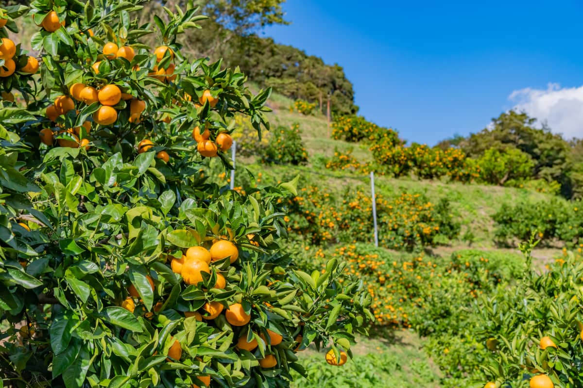 Découvrez la route touristique et gastronomique de l’orange de MATAFRUIT